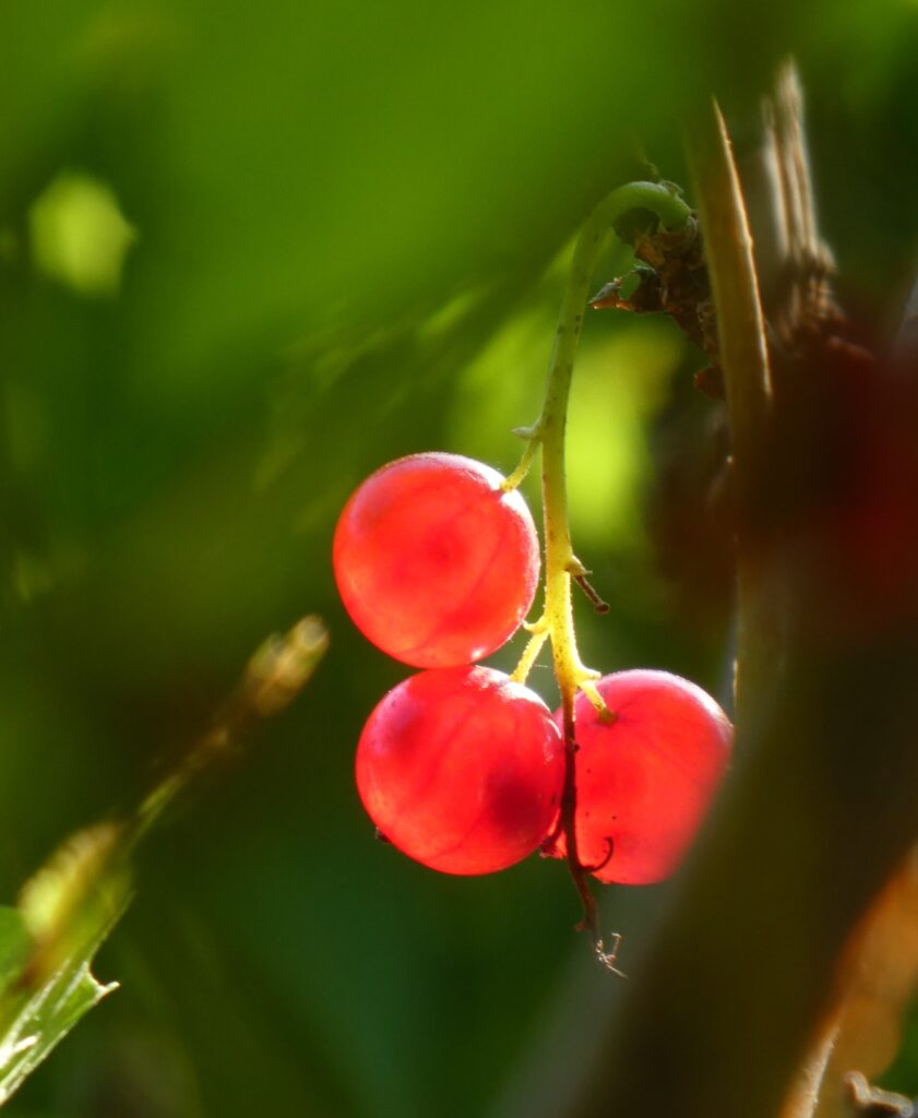 De laatste rode besjes – très jolie